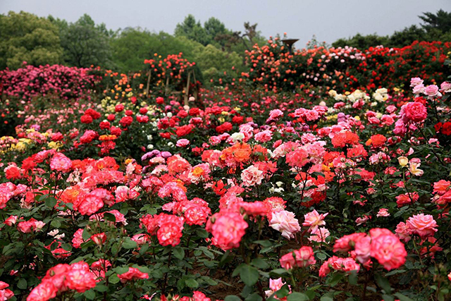 Top 10 Famous Flowers in China