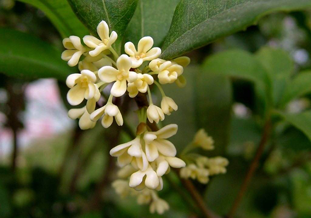 Top 10 Famous Flowers in China