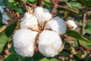 The Characteristics And Advantages Of Xinjiang Long-staple Cotton